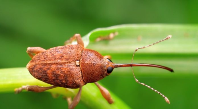 Liste des insectes xylophages - Charançon