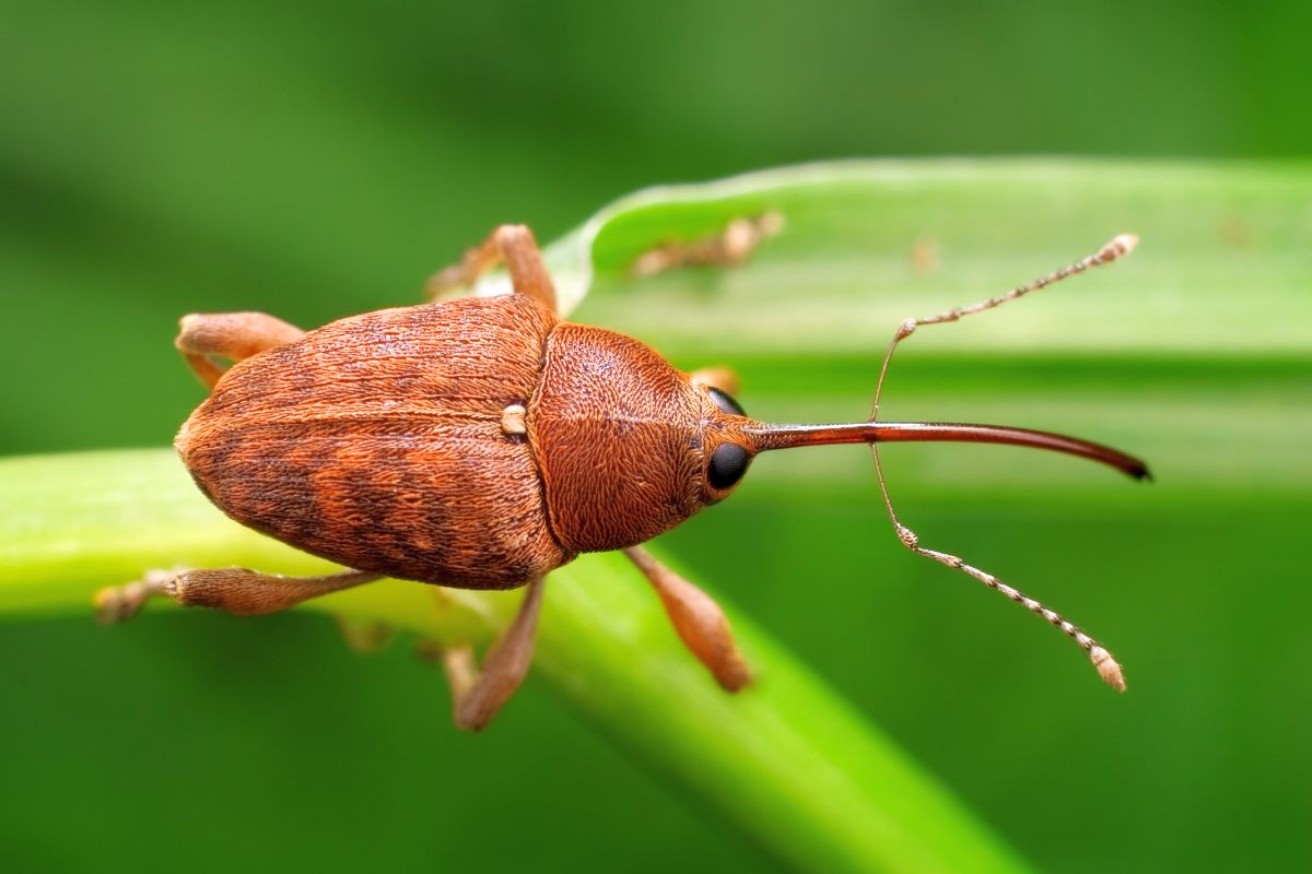 Comment reconnaître un charançon du bois et s'en débarrasser ? - Charançon
