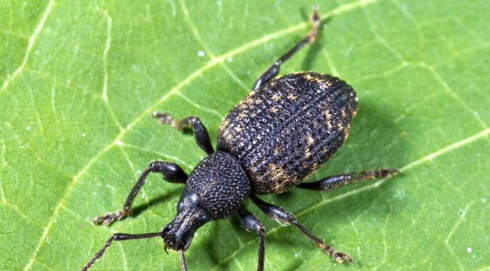 Comment reconnaître un charançon du bois et s'en débarrasser ? - Charançon