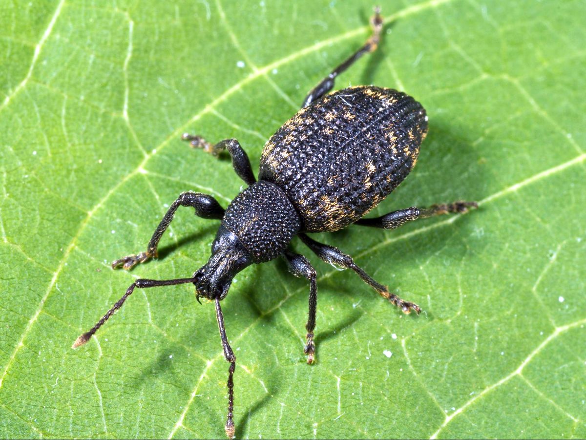Qu’est ce qu’un charançon noir de la vigne ? - Charançon