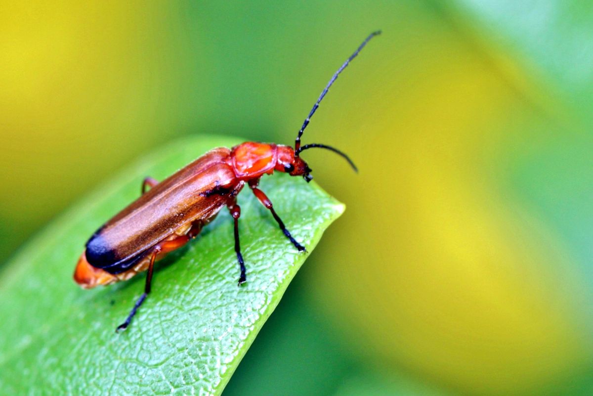 Qu’est ce que le coléoptère rouge ou callidie sanguine - Charançon